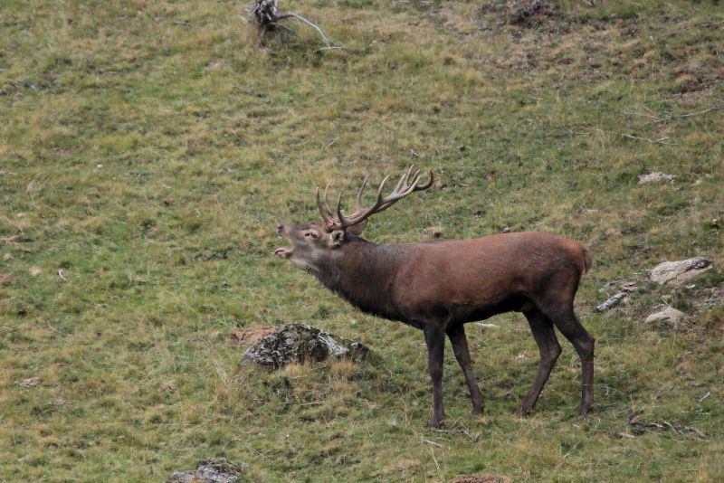 Chasse à l'approche du Cerf dans les Pyrénées