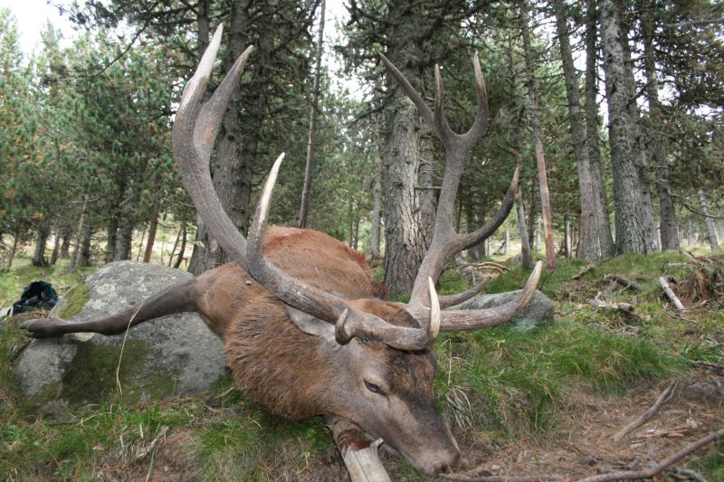 Chasse à l'approche du Cerf